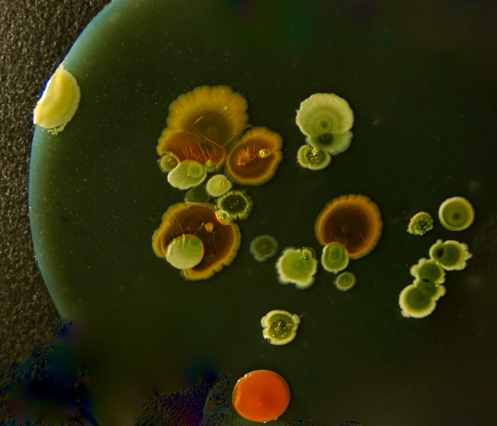 What Does Unicellular Mean and How Single-Cell Life Outsmarts ...