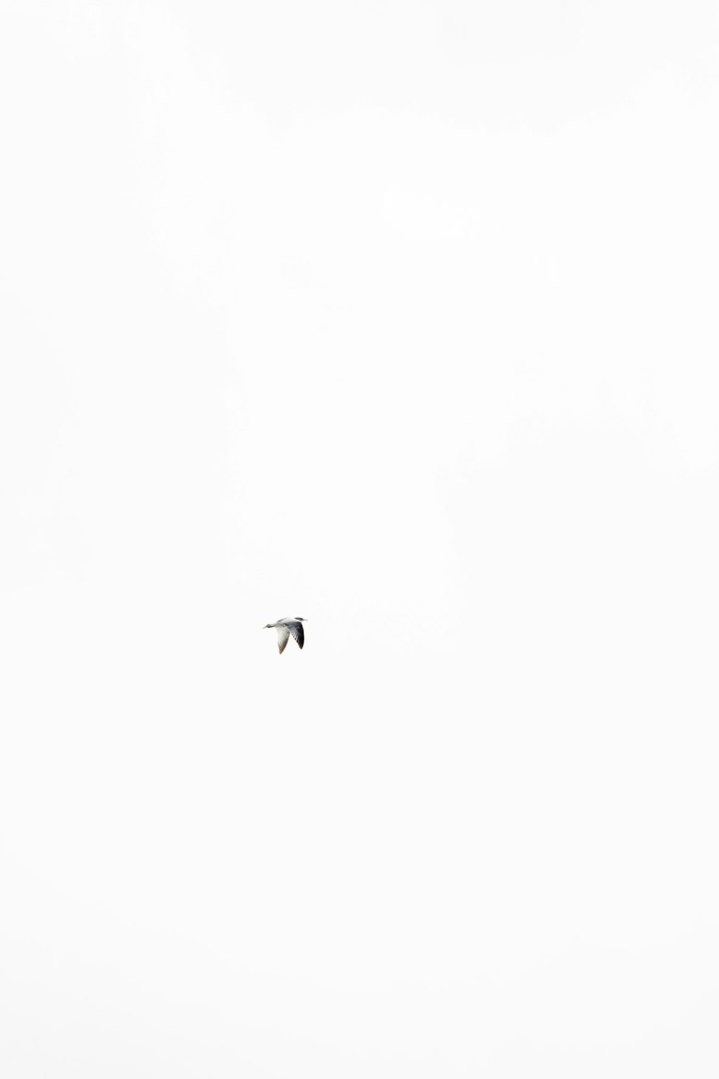 Can’t Log In to Figma? Here’s the Fix - Automatic Backlinks